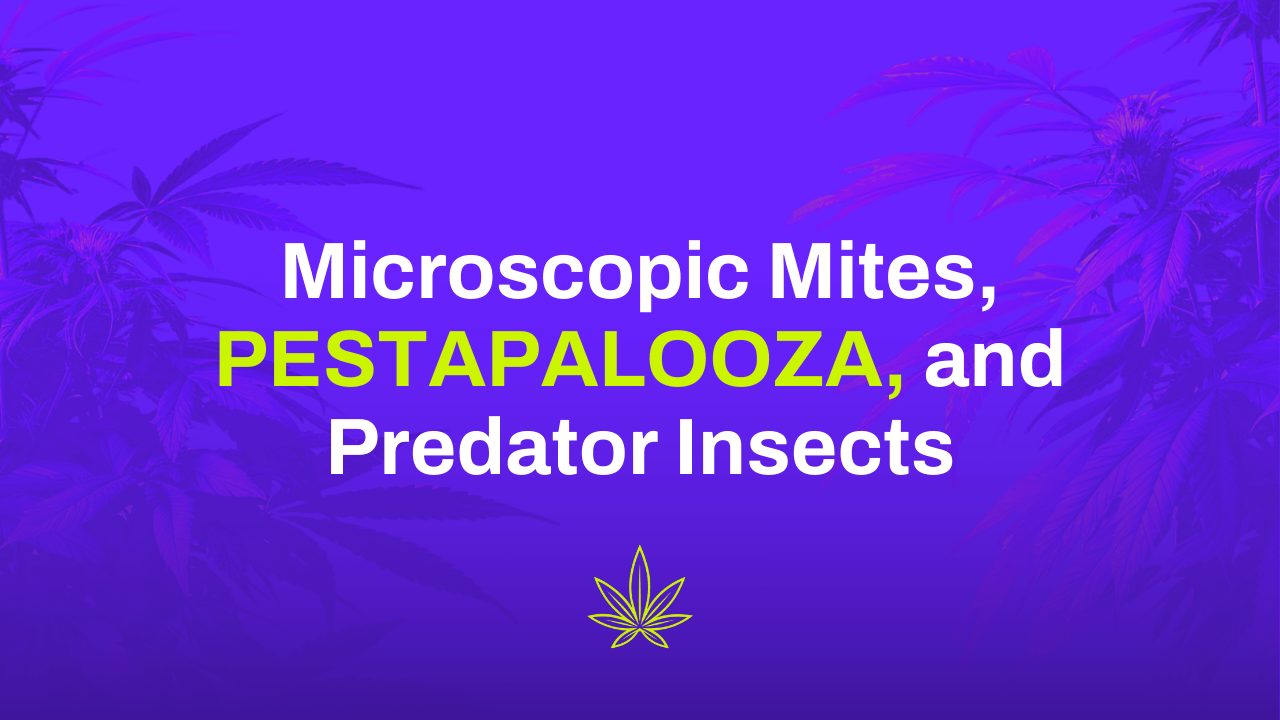 Microscopic Mites, PESTAPALOOZA, and Predator Insects, with Matthew ...