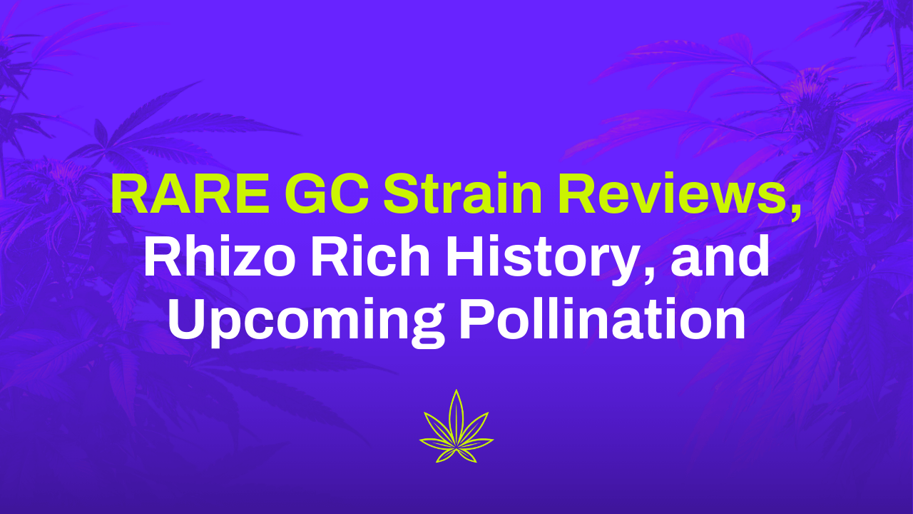 RARE GC Strain Reviews, Rhizo Rich History, and Upcoming Pollination ...