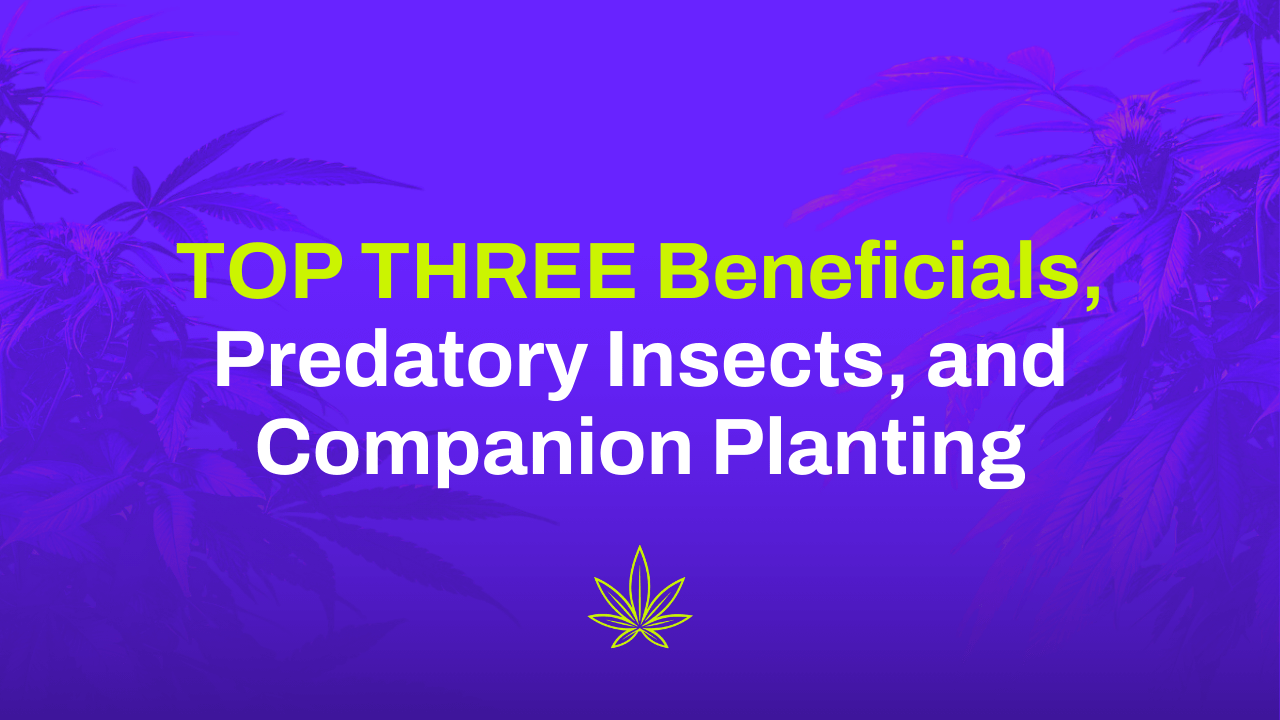 TOP THREE Beneficials, Predatory Insects, and Companion Planting, with ...