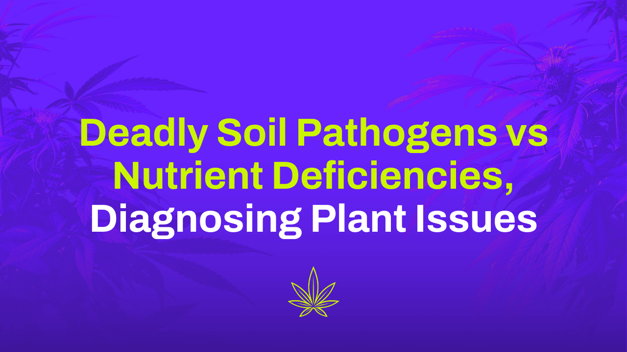 Deadly Soil Pathogens vs Nutrient Deficiencies, Diagnosing Plant Issues ...