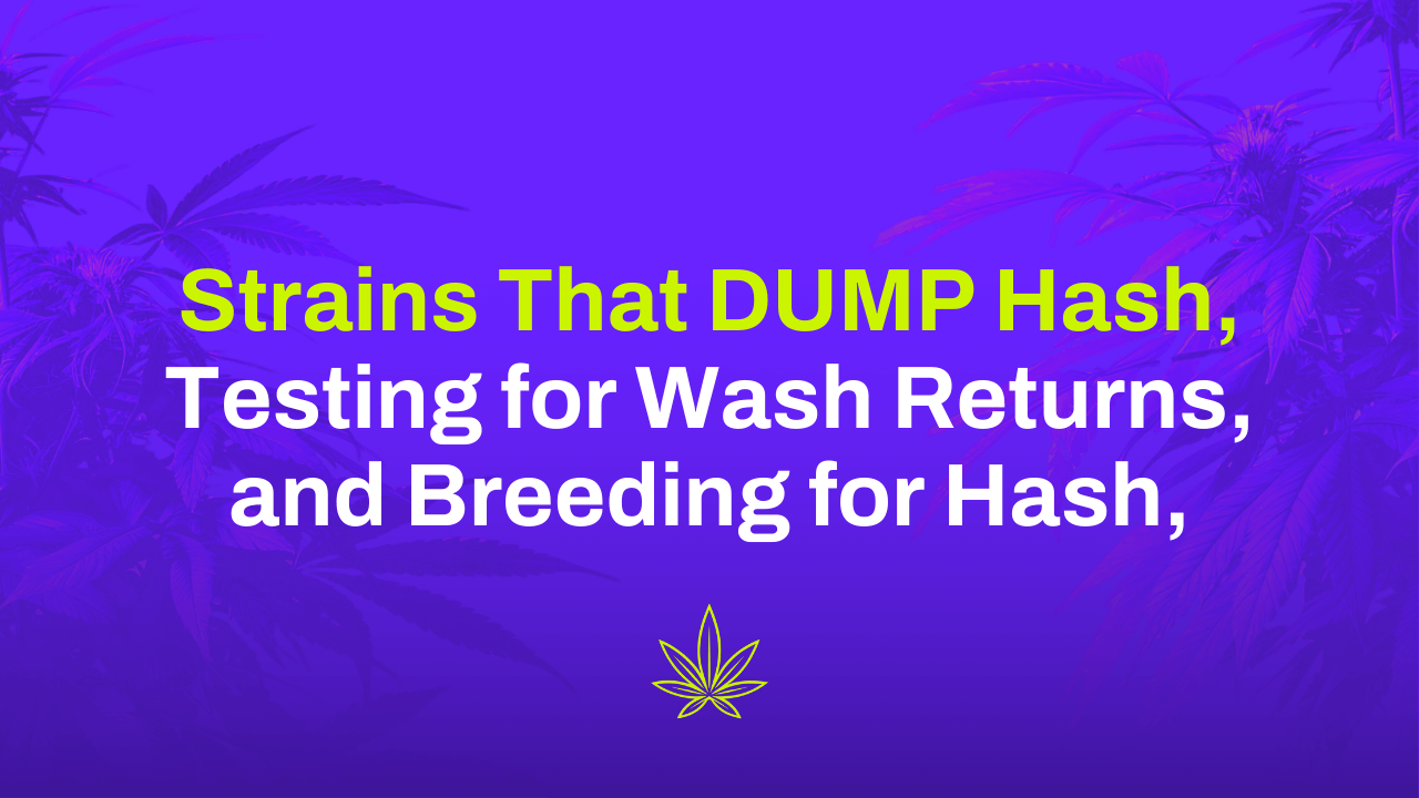 Strains That DUMP Hash, Testing for Wash Returns, and Breeding for Hash ...