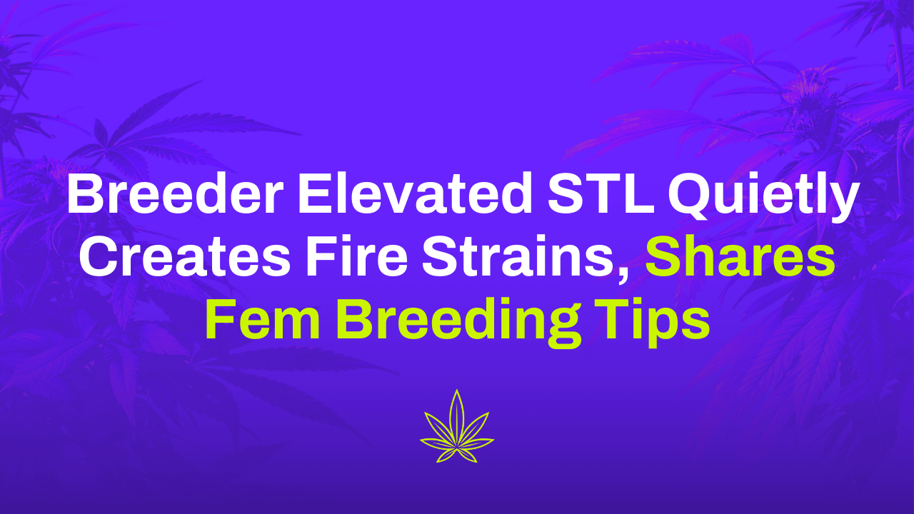 Humble Breeder Elevated STL Quietly Creates Fire Strains and Shares Fem ...